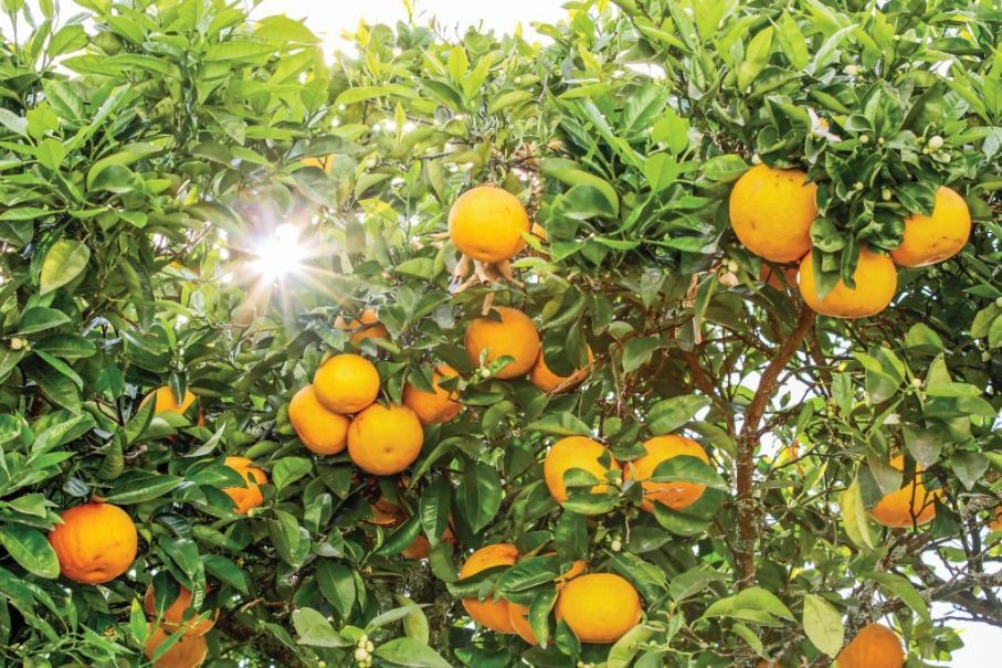 Egzotyczne rośliny i cytrusy, Goście w naszym domu - LivingRoom24